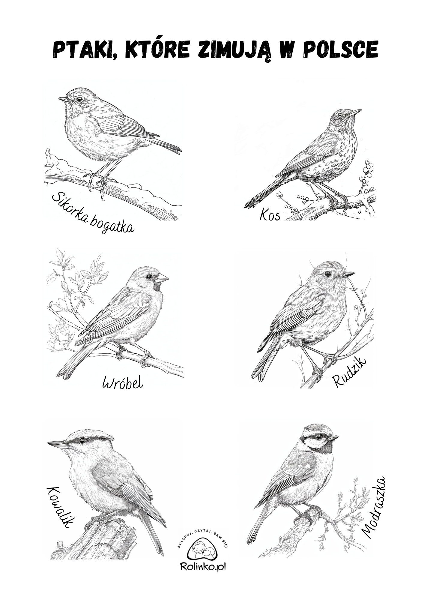 Czym i jak dokarmiać ptaki zimą? Kolorowanki i ilustracje do druku ...