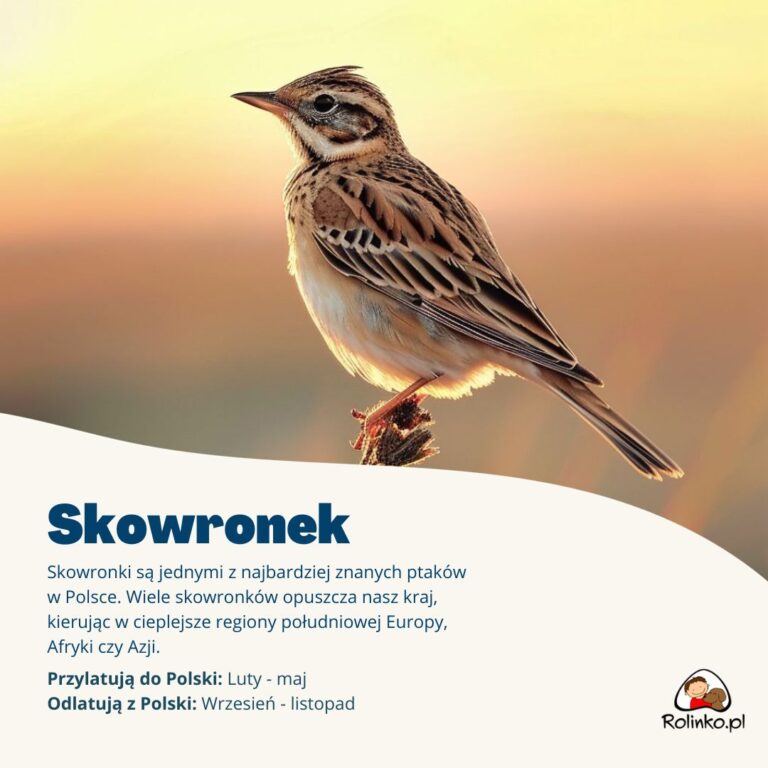 Ptaki odlatujące na zimę z Polski do ciepłych krajów. Zdjęcia ...