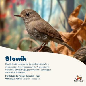 Ptaki odlatujące na zimę z Polski do ciepłych krajów. Zdjęcia ...