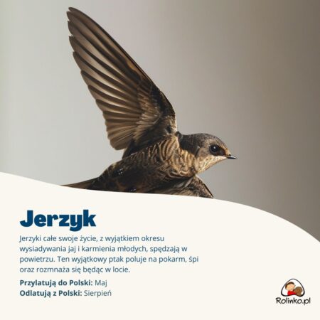 Ptaki odlatujące na zimę z Polski do ciepłych krajów. Zdjęcia ...