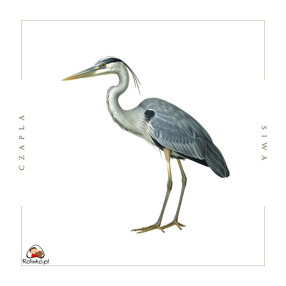 Jakie ptaki zimują w Polsce? Kolorowanki i zdjęcia do druku - ROLINKO