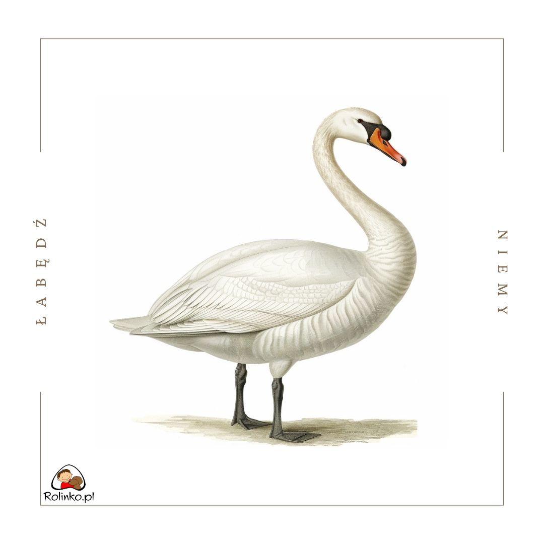 Jakie ptaki zimują w Polsce? Kolorowanki i zdjęcia do druku - ROLINKO