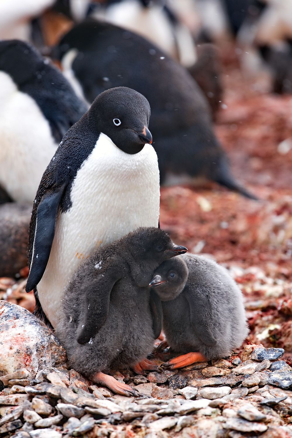 Międzynarodowy Dzień Pingwina w przedszkolu 2024. Ciekawostki, pomysły ...